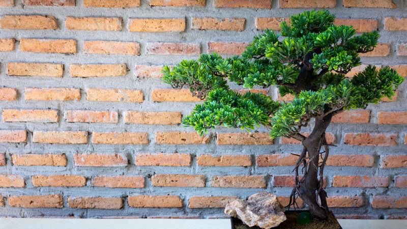 Blog - Holistic Bonsai